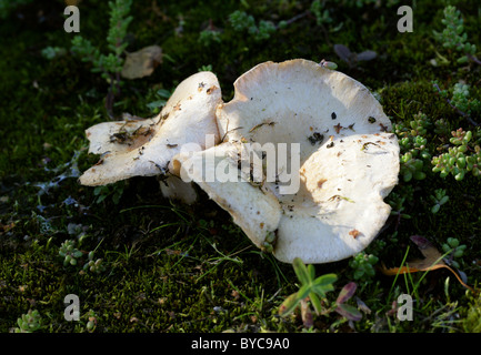 Bearded or Downy Milkcap, Lactarius pubescens, Russulaceae. Under Birch ...