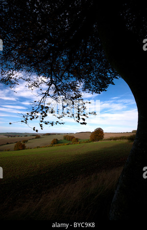 Berkshire Downs Baydon Wiltshire UK Summer Stock Photo - Alamy