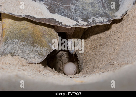 Australian flatback sea turtle (Natator depressus), endemic, female ...