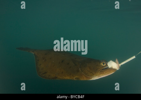 Arrowtooth flounder caught while fishing in Alaska Stock Photo - Alamy