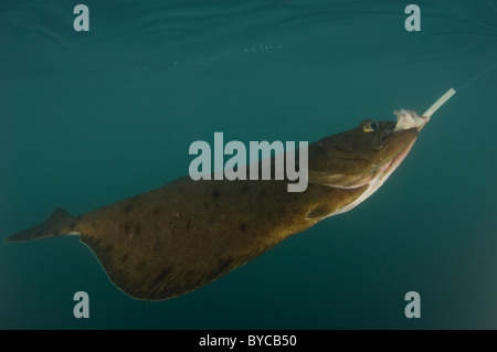 Underwater photograph of an arrow tooth flounder being caught while ...