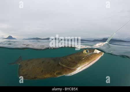 Arrowtooth flounder caught while fishing in Alaska Stock Photo - Alamy