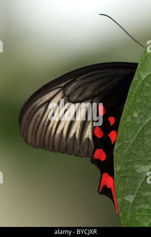 scarlet Swallowtail Butterfly Stock Photo - Alamy