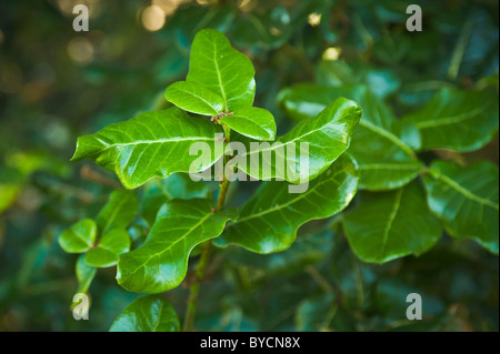 holm oak, evergreen oak (Quercus ilex), evergreen oak, Greece ...