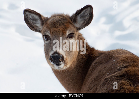 Close-up of White-tailed Deer (Odocoileus virginianus) buck grazing in ...