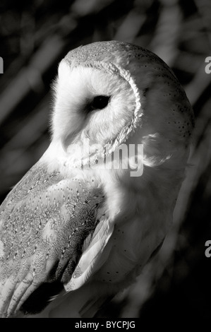 White owl with head turned 180 degrees Stock Photo - Alamy