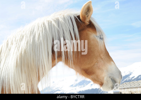 A close-up photo of a Haflinger horse's head as it stands by the fence ...