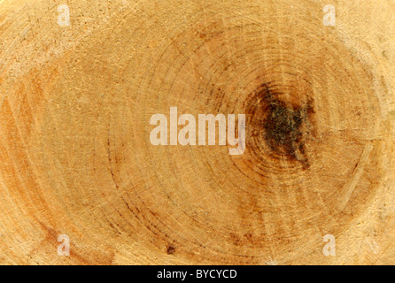 Texture of cross section juniper wood. Pattern of tree stump background ...