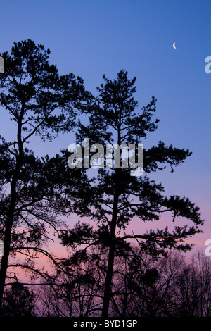 Sunset with silhouette of pine trees with moon Stock Photo - Alamy