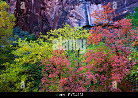 Utah. USA. Bigtooth maple trees (Acer gradidentatum) in autumn on ...