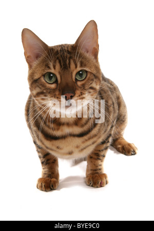 Rosetted Bengal Cat Portrait Studio Stock Photo - Alamy