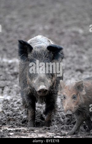 wild boar recaptured at Bramblewood farm, Holsworthy , Devon after ...