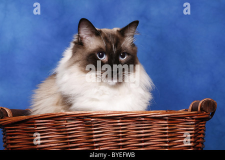 blue colourpoint ragdoll cat Stock Photo - Alamy