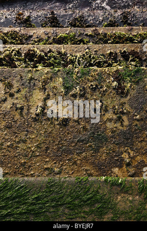 Scum on stairs leading to sea in Venice Italy Stock Photo - Alamy