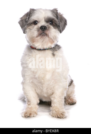 Shi Tzu Dog sitting Stock Photo - Alamy