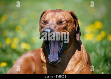 yawning Rhodesian Ridgeback Stock Photo - Alamy