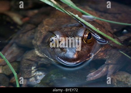 Close-up of a semi-submerged American Bullfrog Stock Photo - Alamy