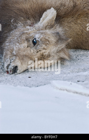 Close-up of a dead sheep head lying on blood sacrificed for Eid Al-Adha ...