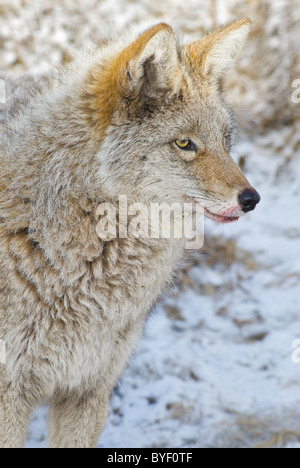 coyote, close-up, side view mouth open Stock Photo - Alamy