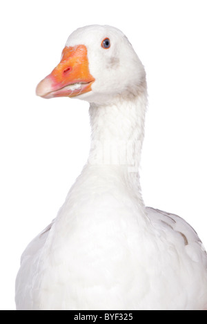 West of England Goose standing studio Stock Photo - Alamy