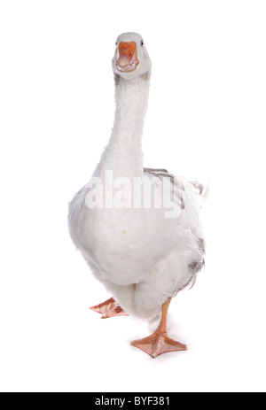 West of England Goose standing studio Stock Photo - Alamy
