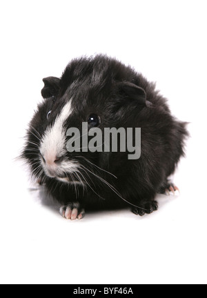 Black and white Abyssinian Guinea pig or Cavy isolated on white ...