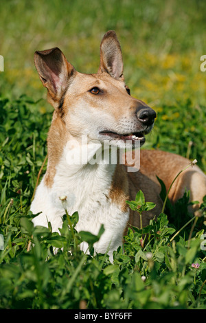 shorthaired Collie with flowers Stock Photo - Alamy