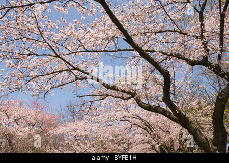 Japanese cherry blossom Stock Photo - Alamy