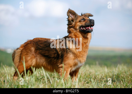 Mischling / crossbreed Stock Photo - Alamy