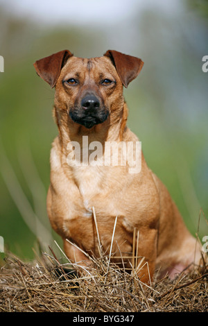 Hund / Dog / Canis Stock Photo - Alamy