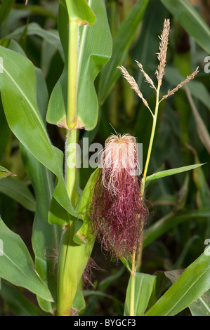 Male Maize Flower Stock Photo: 93545747 - Alamy