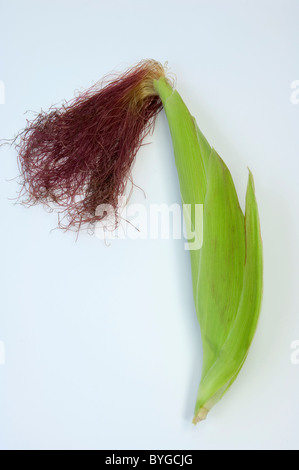Maize, Corn (Zea mays). Female and male inflorescence. Studio picture ...