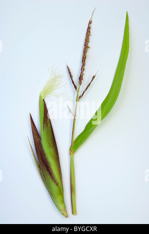 Maize male flower inflorescence against a deep blue sky background ...