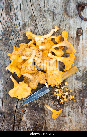 A closeup of mushrooms on a table with a knife Stock Photo - Alamy