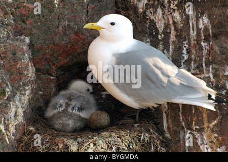 Common gull chick Stock Photo - Alamy