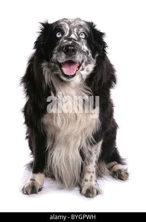 Happy border collie dog. Studio shot. Moody dark lighting, dark ...