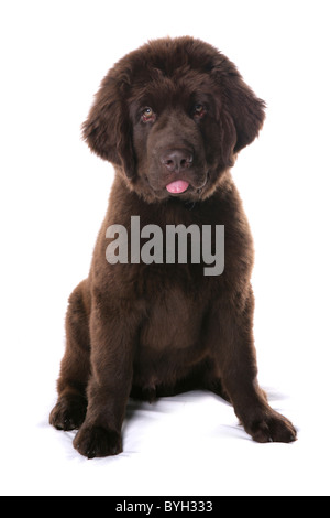 Brown cute happy puppy Newfoundland, Adorable smile dog in the summer ...