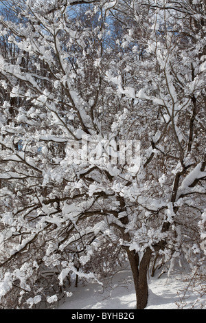 Close up of a snow covered branches of a King Crimson Maple tree in ...