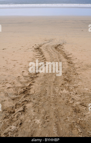 Track from a leatherback turtle on the beach Stock Photo - Alamy