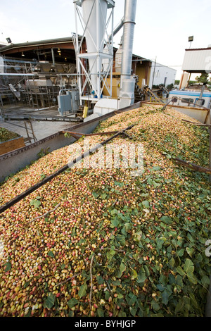 Pistachio processing facility; freshly harvested nuts are washed prior ...