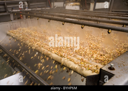 Pistachio processing facility; the freshly harvested nuts are washed ...