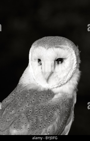 Barn owl with head turned 180 degress Stock Photo - Alamy