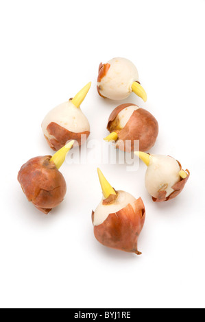 Tulip bulbs beginning to sprout Stock Photo - Alamy
