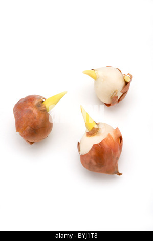 Tulip bulbs beginning to sprout Stock Photo - Alamy