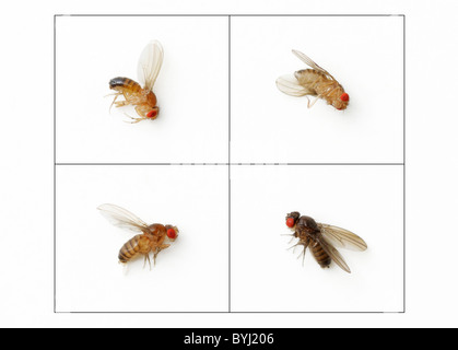 Wild type Fruit Fly (Drosophila melanogaster) lab culture Stock Photo ...