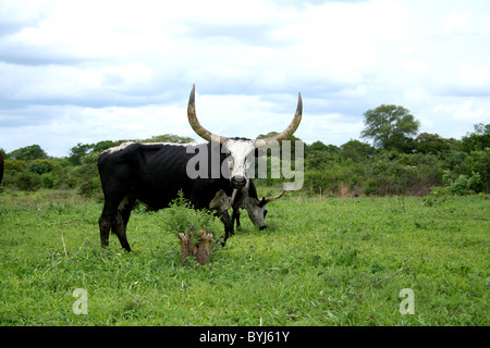 Sanga cattle (Bos taurus africanus) cows grazing under tree in semi ...