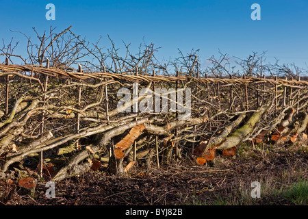 The traditional country craft of Midland Bullock style hedgelaying in ...