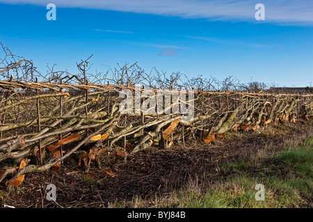 The traditional country craft of Midland Bullock style hedgelaying in ...