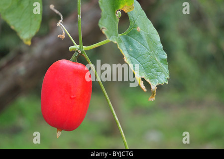 A leaf of snake gourd plant Stock Photo - Alamy