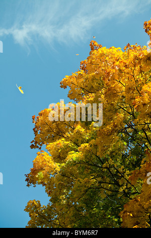 Autumn leaves with vivid colors covering the whole scene Stock Photo ...